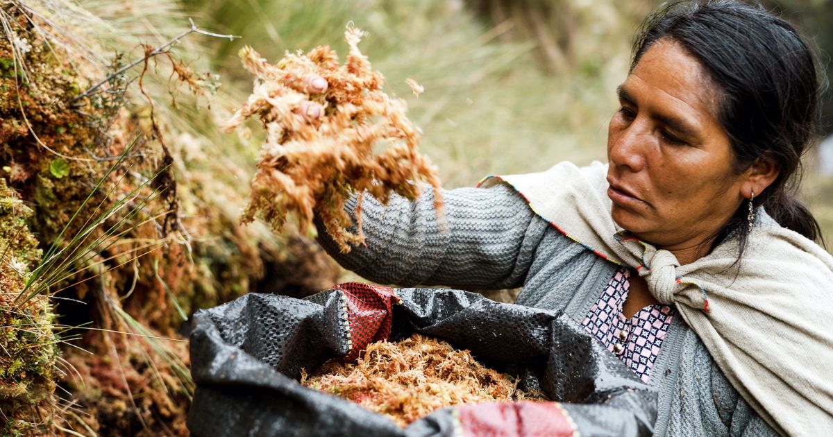 How Peruvian communities benefit from wild moss - elea